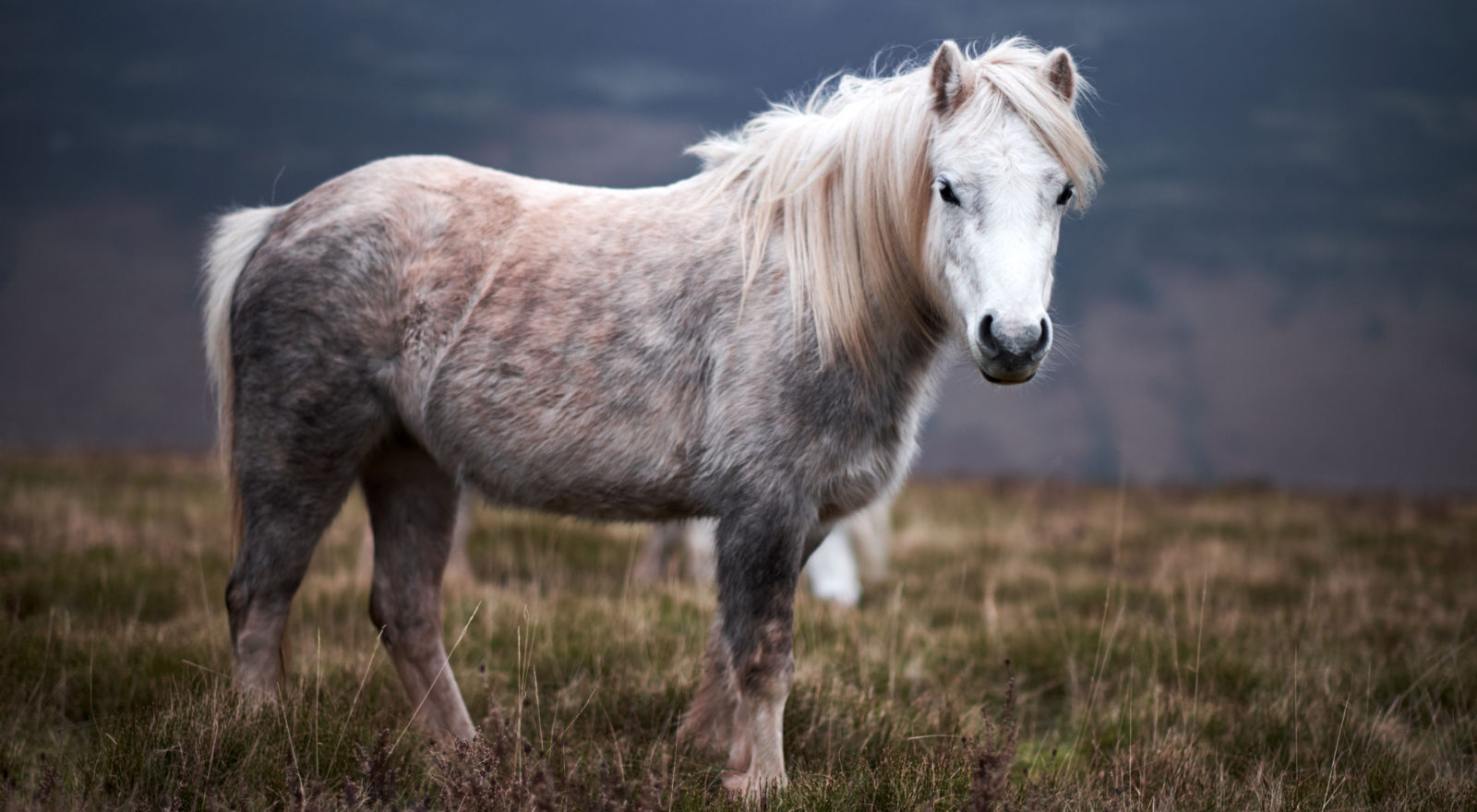 Drovers Rest » Glamping & Holiday Cottages in Hay-on-Wye Herefordshire